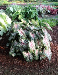 Plant of the Month - Neil Sperry's GARDENS