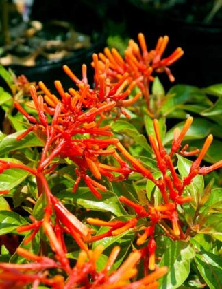 Best of the Fall Color Options - Neil Sperry's GARDENS
