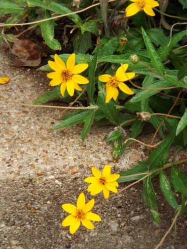 Native Son: November 2014 - Neil Sperry's GARDENS