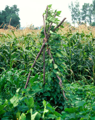 Tips to a More Productive Garden - Neil Sperry's GARDENS
