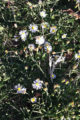 Lawn Questions of the Season - Neil Sperry's GARDENS