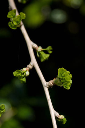 Fall Color: Ginkgo - Neil Sperry's GARDENS