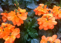 Crazy About Crossandras - Neil Sperry's GARDENS