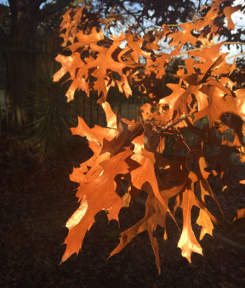 Native Son: The Mystery of Mark Essence - Neil Sperry's GARDENS
