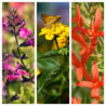 Let’s Hear it for Hummers! - Neil Sperry's GARDENS