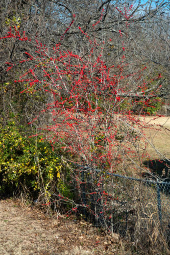 Plant of the Week – January 10, 2019: Possumhaw holly - Neil Sperry's ...