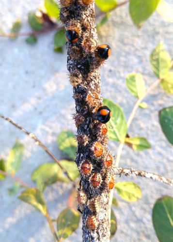 Crape Myrtle Bark Scale - Neil Sperry's GARDENS