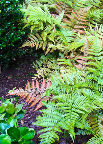 Autumn Fern ‘Brilliance’ - Neil Sperry's GARDENS