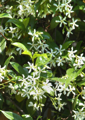 Plant of the Week: Star Jasmine - Neil Sperry's GARDENS