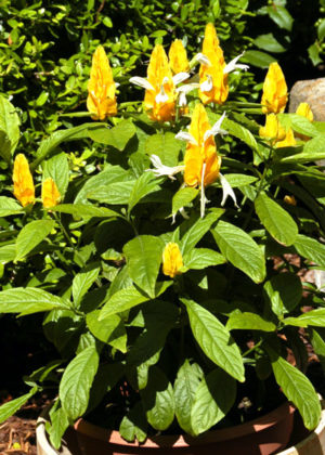 Love You Some Lemon Lollipop - Neil Sperry's GARDENS