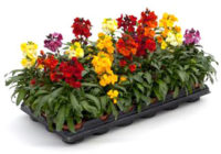 Sugar Rush of a Wallflower - Neil Sperry's GARDENS