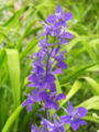 Native Son: This Is Our Year - Neil Sperry's GARDENS