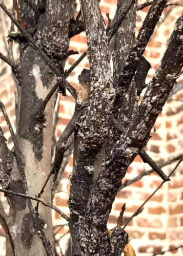 Black Mold On Crepe Myrtle