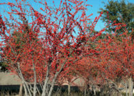 Possumhaw Holly hits the big time - Neil Sperry's GARDENS
