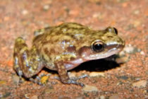 Rio Grande chirping frogs - Neil Sperry's GARDENS