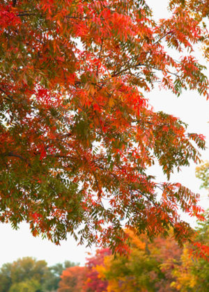 Watch for this Beauty - Neil Sperry's GARDENS