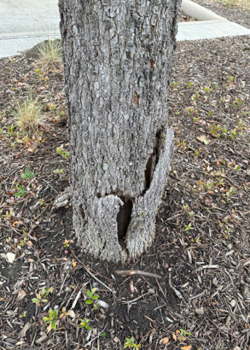 11-17-22-Live-oak-Allen-radial-shake-1-low-res - Neil Sperry's GARDENS