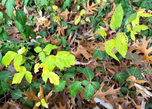 Quick Tip: Removing Tree Seedlings - Neil Sperry's GARDENS