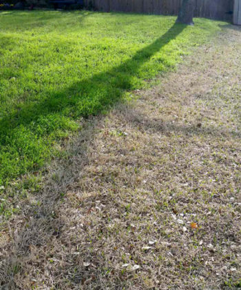 Pre-emergent Time is Here or Near - Neil Sperry's GARDENS