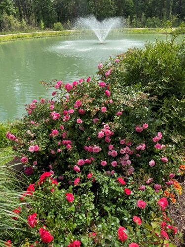 Native Son: Longview Arboretum Garden Tour - Neil Sperry's GARDENS