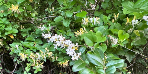 THE TWO MOST INVASIVE PLANTS IN TEXAS - Neil Sperry's GARDENS