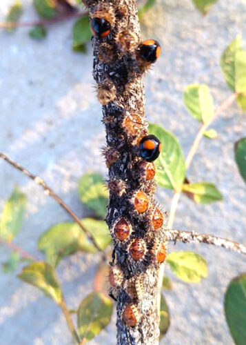 Time Is Here to Treat Crape Myrtles - Neil Sperry's GARDENS