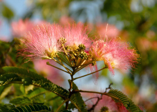 Mimosa, or Silktree Albizzia - Neil Sperry's GARDENS