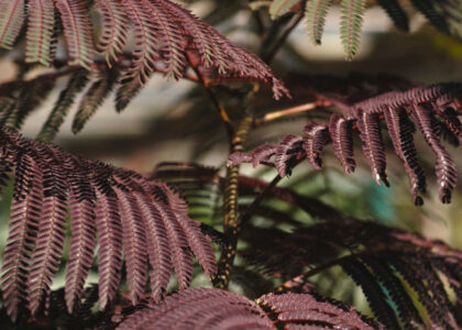 Mimosa, or Silktree Albizzia - Neil Sperry's GARDENS