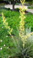 When a Yucca Isn’t a Yucca - by Steve Huddleston - Neil Sperry's GARDENS