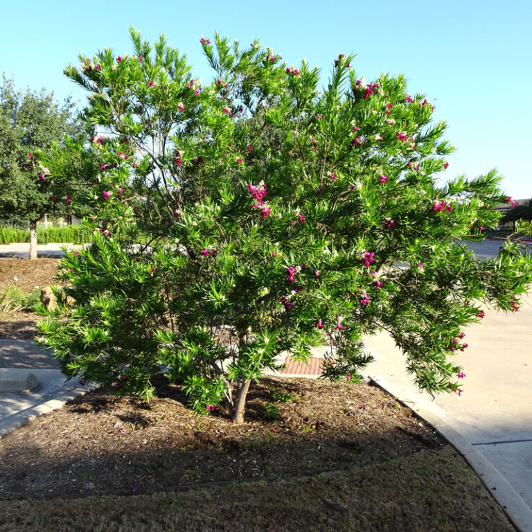 Desert Willow - by Steve Huddleston - Neil Sperry's GARDENS