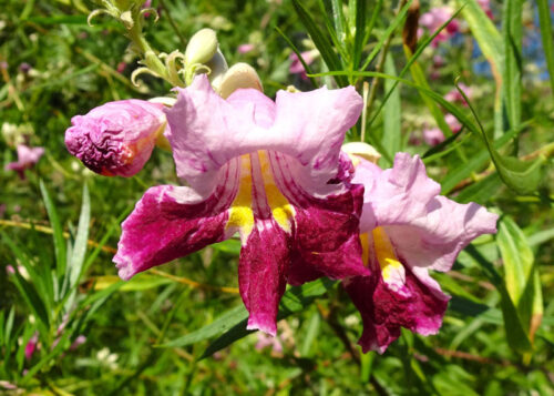 Desert Willow - by Steve Huddleston - Neil Sperry's GARDENS