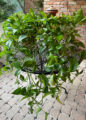Pothos are coming right along - Neil Sperry's GARDENS