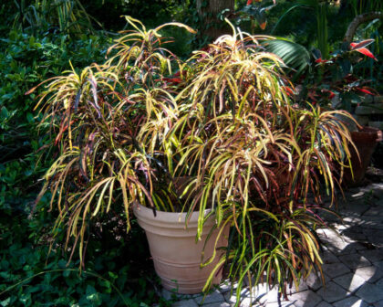 Colorful Crotons Are in the Mainstream - Neil Sperry's GARDENS