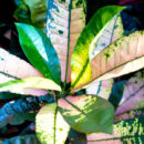 Colorful Crotons Are in the Mainstream - Neil Sperry's GARDENS