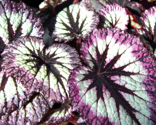 Kings of the begonias - Neil Sperry's GARDENS