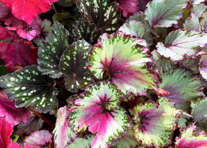 Kings of the begonias - Neil Sperry's GARDENS