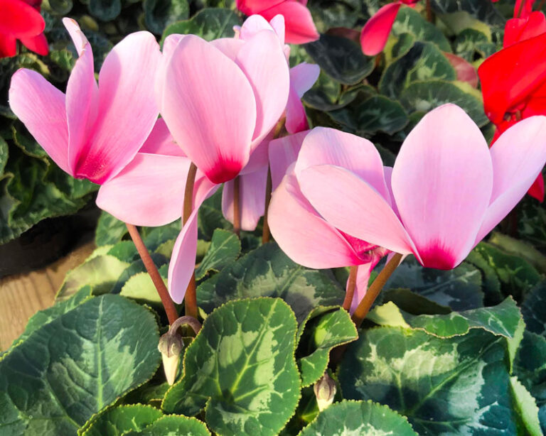 Stunning Changes in Cyclamen - Neil Sperry's GARDENS
