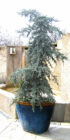 ‘Horstmann’ Blue Atlas Cedar - by Steve Huddleston - Neil Sperry's GARDENS
