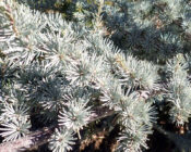 ‘Horstmann’ Blue Atlas Cedar - by Steve Huddleston - Neil Sperry's GARDENS