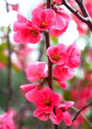 Flowering Quinces – Horticultural Heirlooms - Neil Sperry's GARDENS