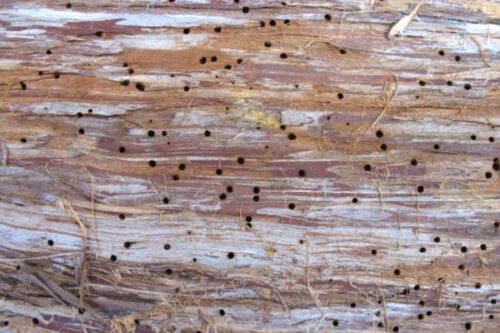 Why are eastern redcedars dying? - Neil Sperry's GARDENS