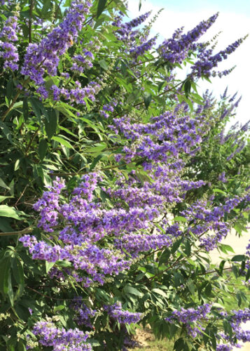 Save space for Vitex - Neil Sperry's GARDENS