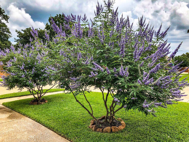 Save space for Vitex - Neil Sperry's GARDENS