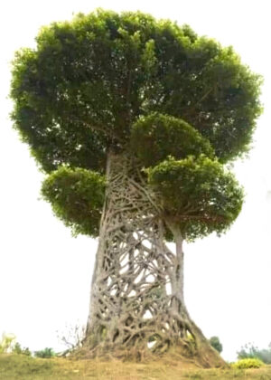 Strangling Figs Sound Ferocious - Neil Sperry's GARDENS