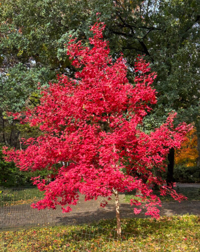 Sperry Landscape Ablaze with Maples - Neil Sperry's GARDENS