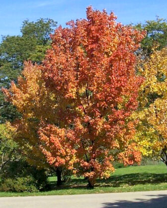 Drummond Red Maple - Neil Sperry's GARDENS