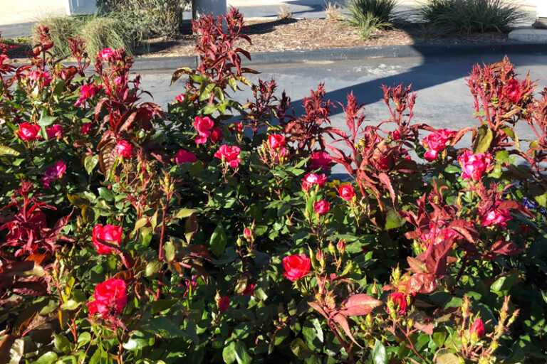 Rose Rosette Virus Still Riding Strong - Neil Sperry's GARDENS
