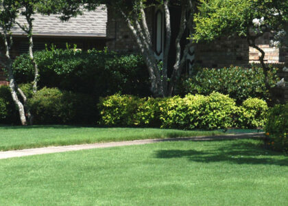 Getting your lawn back on track - Neil Sperry's GARDENS