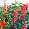 Fireman’s cap – plant of intrigue - Neil Sperry's GARDENS
