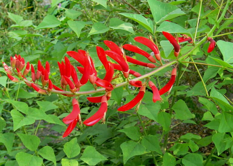 Fireman’s cap – plant of intrigue - Neil Sperry's GARDENS